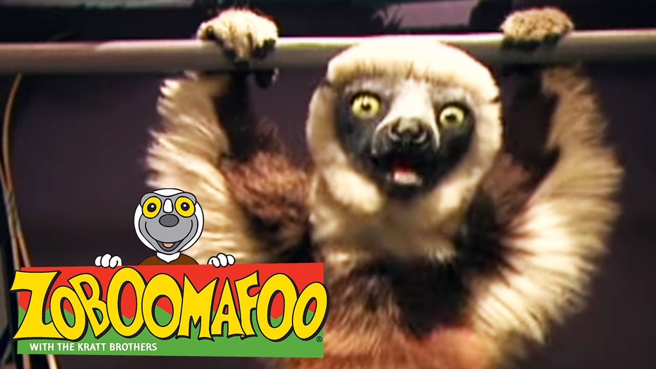 Zoboomafoo Jackie